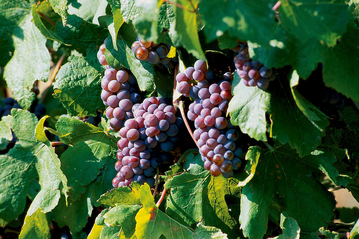 Massandra Wines — View Our Unique Collection